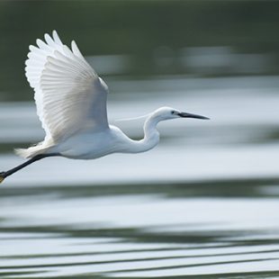 Burung Kuntul, Burung Air yang Mampu Seberangi Benua