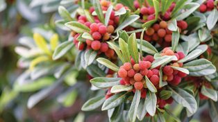 Pohon Yangmei, Buah Beri Cina yang Populer di Jepang