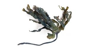 Zeefier, Pewarna Tekstil Eco-Friendly dari Rumput Laut