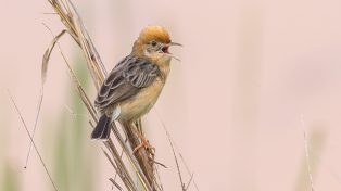 Cici Merah, Burung Pengicau yang Pintar Menjahit