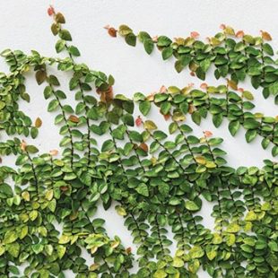 Pakis Haji, Tanaman Hias Unik yang Makin Langka