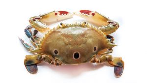 Rajungan Bintang, Kepiting Laut yang Kaya Vitamin dan Rendah Lemak