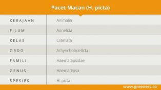 Pacet Macan, Cacing Penghisap Darah Berukuran Besar