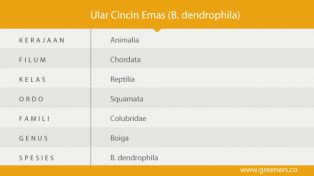 Ular Cincin Emas, Reptil Cantik yang Punya Bisa Berbahaya