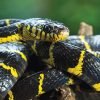 Ular Kawat, Salah Satu Reptil Terkecil yang Mirip Cacing