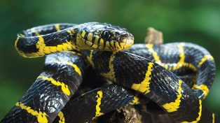 Ular Cincin Emas, Reptil Cantik yang Punya Bisa Berbahaya