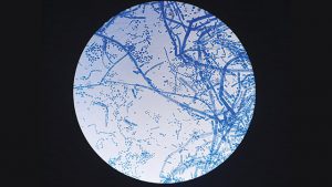 Kapang Oncom Merah, Bahan Baku Makanan Khas Sunda