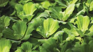 Kayu Apu, Spesies Gulma yang Mencegah Pencemaran Air