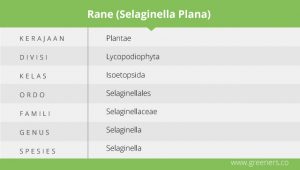 Tumbuhan Rane, Kerabat Paku yang Berkhasiat Tinggi