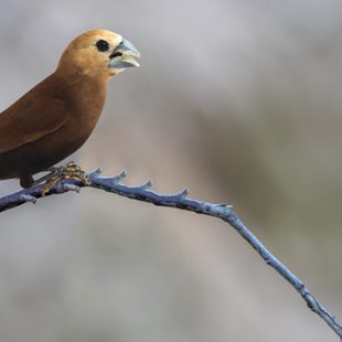 Bondol Peking - Greeners.Co