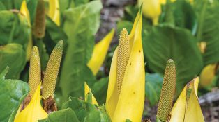 Kubis Sigung, Tanaman Hias Cantik Beraroma Busuk