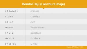 Bondol Haji, Si Kepala Putih yang Suka Mencuri Padi Petani