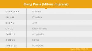 Elang Paria, Spesies Raptor yang Mudah Beradaptasi
