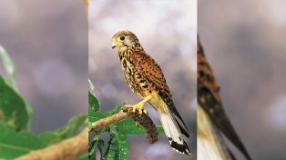 Alap-Alap Sapi, Si Cantik yang Cepat dan Punya Mata Tajam