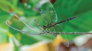 Capung Barong Bercak Biru, Si Cantik yang Hidup di Sekitar Manusia