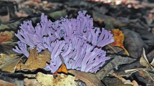 Jamur Karang Ungu, Tanduk yang Tumbuh di Atas Tanah