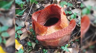 Setelah 16 Tahun Rafflesia arnoldii Mekar di Luar Habitat Aslinya