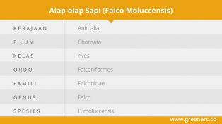 Alap-Alap Sapi, Si Cantik yang Cepat dan Punya Mata Tajam