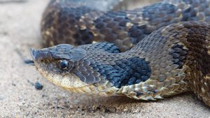 Ular Hidung Babi Timur, Spesies Reptil yang Jago Berakting