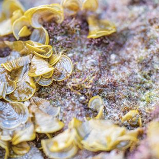 Lumut Laut, Alga Merah yang Berguna untuk Kesehatan