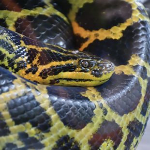Ular Erabu Kuning, Reptil Laut yang Dianggap Sakral