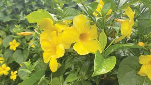 Bunga Alamanda, Si Cantik yang Ternyata Berkhasiat