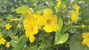 Bunga Alamanda, Si Cantik yang Ternyata Berkhasiat