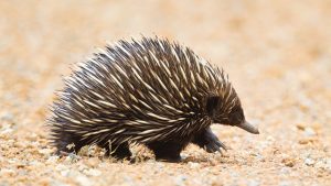 Ekidna Moncong Pendek, Hewan Mamalia yang Bisa Bertelur