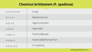 Chestnut Brittlestem, Jamur Konsumsi yang Tidak Bisa Dimakan