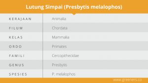 Lutung Simpai, Primata Berjambul dari Pulau Sumatra