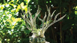Kaktus Medusa, Flora Endemik Meksiko yang Unik