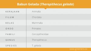 Babun Gelada, Primata Asli dari Etiopia