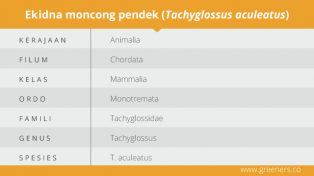 Nokdiak Satu-Satunya Mamalia Bertelur Asal Papua
