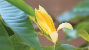 Cempaka Wangi, Flora Identitas Aceh yang Memesona