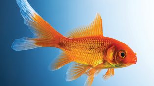 Ikan Mas Koki, Hewan Peliharaan Sejak Ribuan Tahun Silam