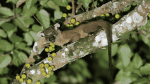 Musang Akar, Hewan Khas Kalimantan yang Menggemaskan