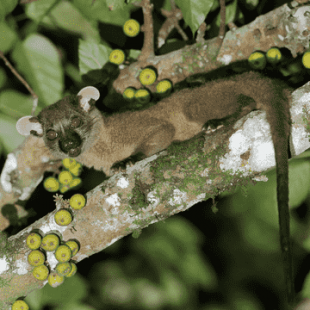 Panda Merah, Kerabat Rakun Berwajah Menggemaskan