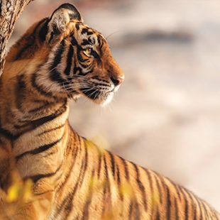 Biarkan Satwa Liar Hidup di Habitatnya