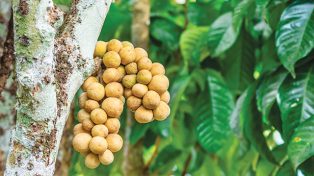 Tanaman Langsat, Kerabat Duku yang Punya Beragam Manfaat