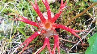 Anemone Stinkhorn, Jamur Bintang Laut Unik dan Berbau Busuk