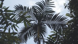 Pinang Jawa, Endemik Pulau Jawa Terancam Punah