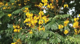 Pohon Soga Hasilkan Pewarna Alami dan Berbunga Indah