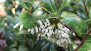 Tawon Parasit Suntikkan Racun ke Inangnya untuk Berkembang