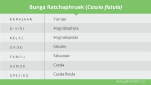 Bunga Ratchaphruek, Bunga Nasional Thailand nan Indah