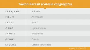 Tawon Parasit Suntikkan Racun ke Inangnya untuk Berkembang