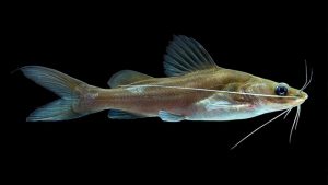 Ikan Baung, "Ikan Berkumis" Mirip dengan Lele