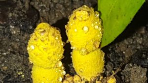 Jamur Plantpot Dapperling, Beracun Tapi Sediakan Unsur Hara