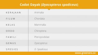 Codot Dayak, Unik karena Pejantan Miliki Kelenjar Susu