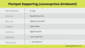 Jamur Plantpot Dapperling, Beracun Tapi Sediakan Unsur Hara