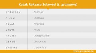 Katak Raksasa Sulawesi, Potensi Ternak di Masa Depan